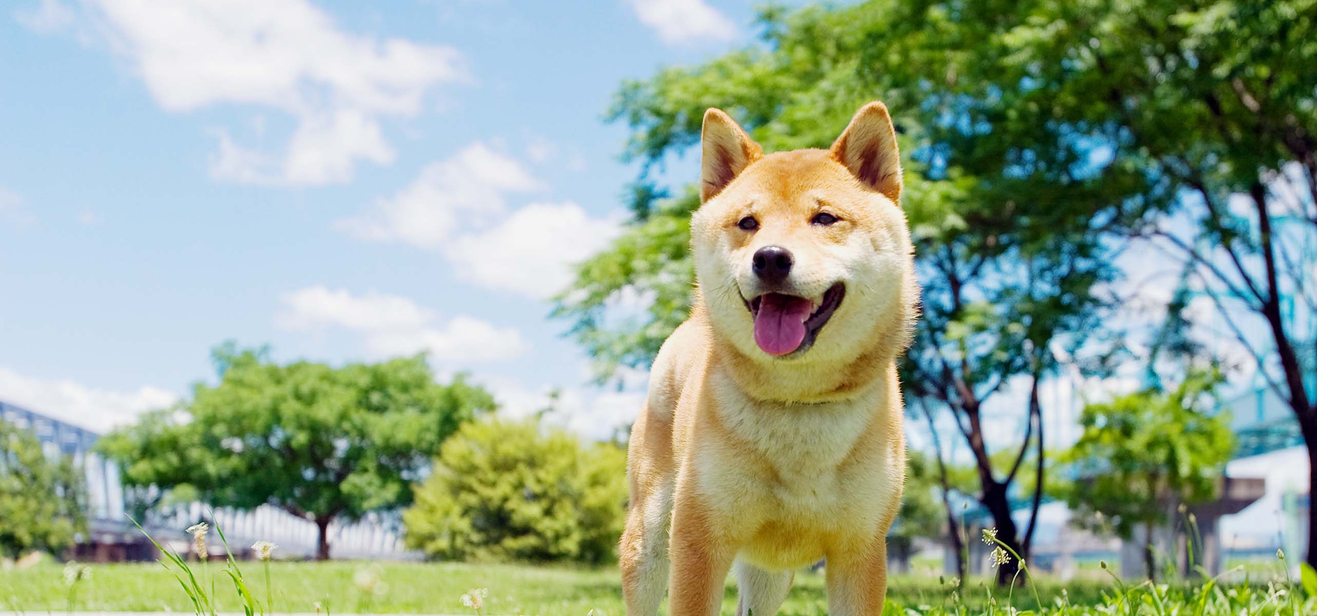 ブランドストーリー│ペット用ネックバンドACCAPI®×SOZO®